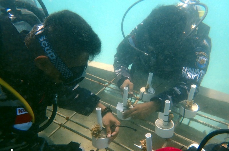 Penanaman Fragmen Terumbu Karang, Jaga Kelestarian Ekosistem Laut ...